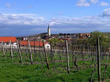 Weinlehrpfad Bodenheim